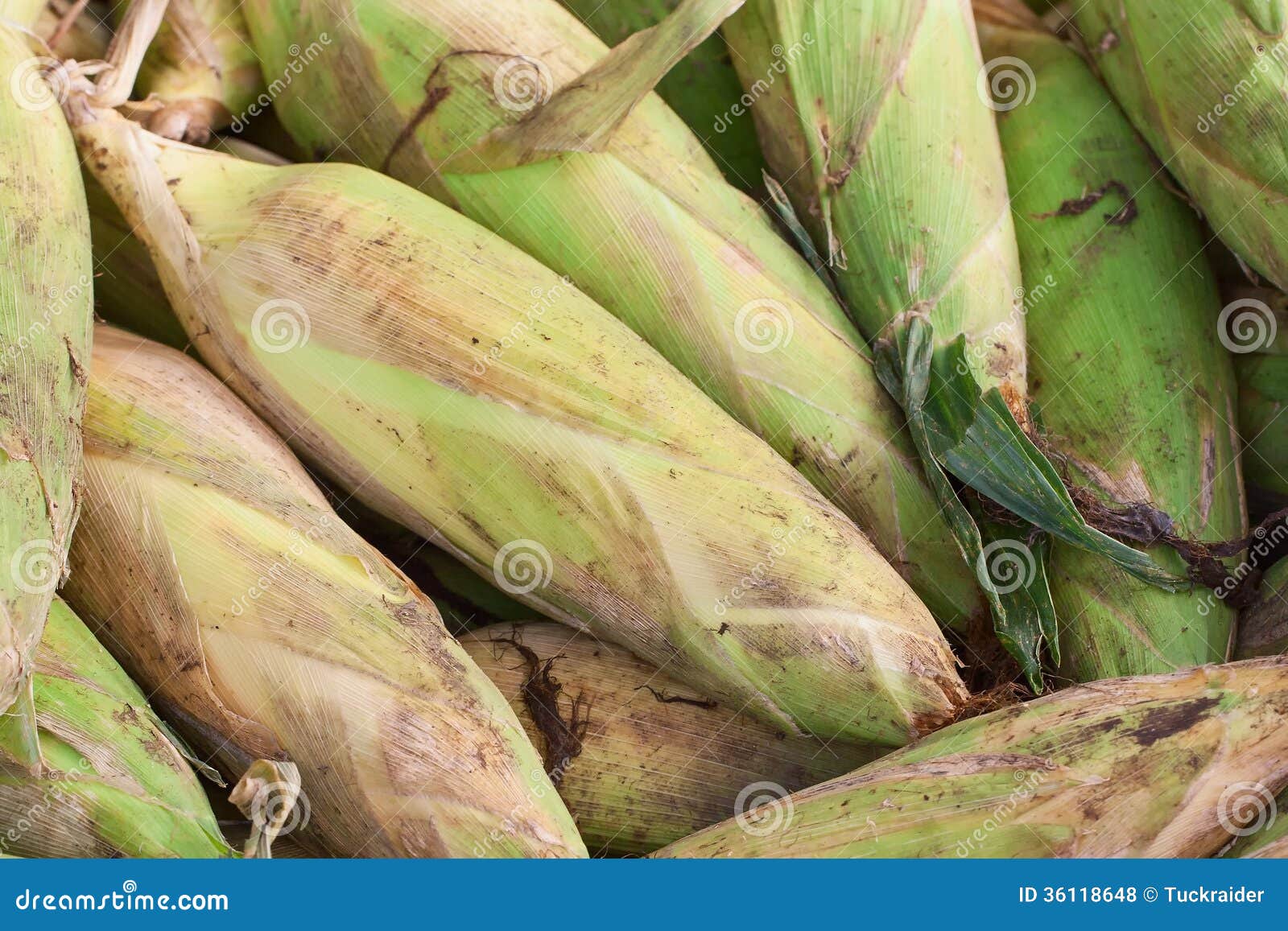 Pile of Corn stock photo. Image of lifestyle, healthcare - 36118648