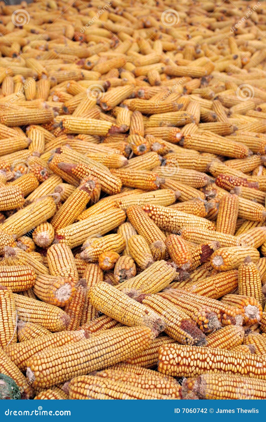 Pile of corn ears stock photo. Image of food, harvest - 7060742