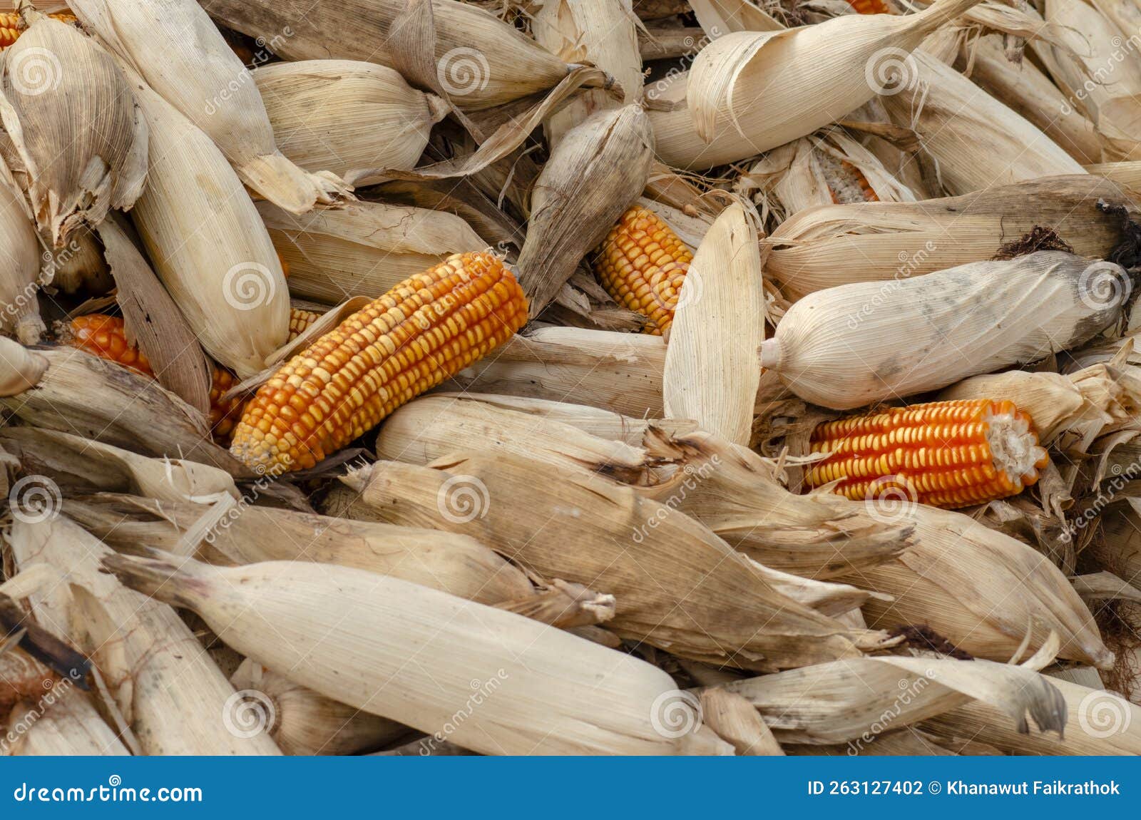 Pile of Corn Ears Waiting To Be Processed Stock Photo - Image of food ...
