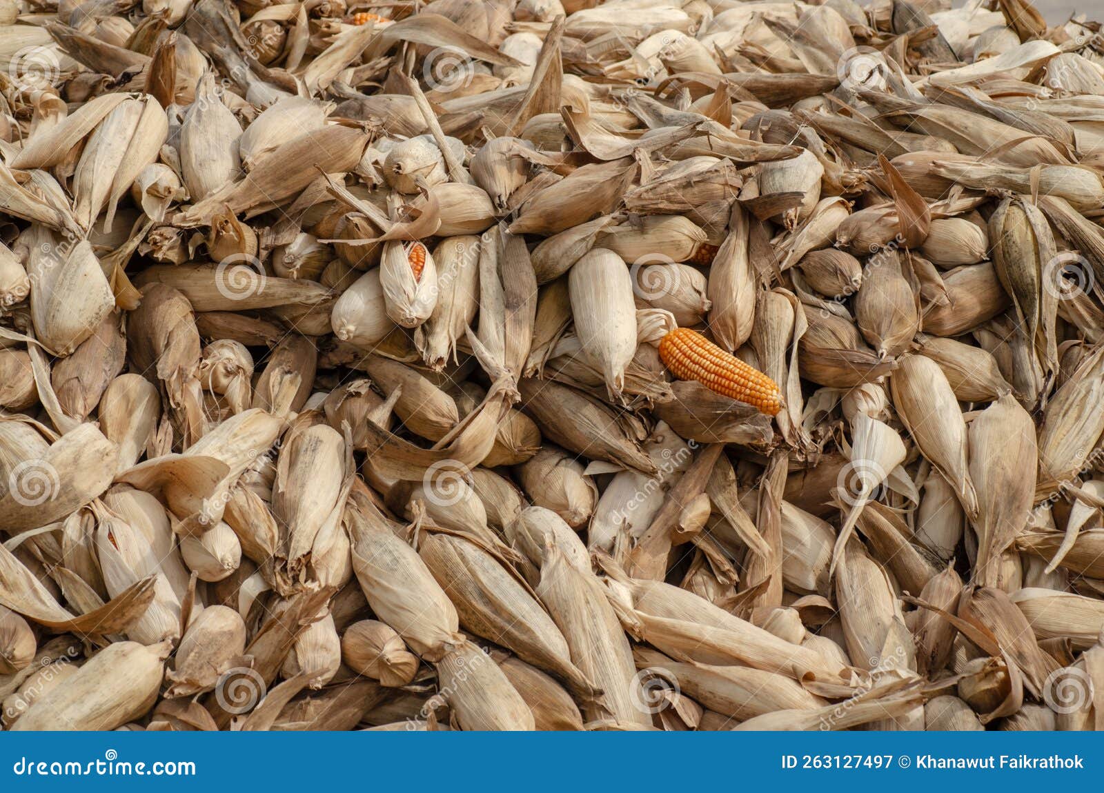 Pile of Corn Ears Waiting To Be Processed Stock Image - Image of yellow ...