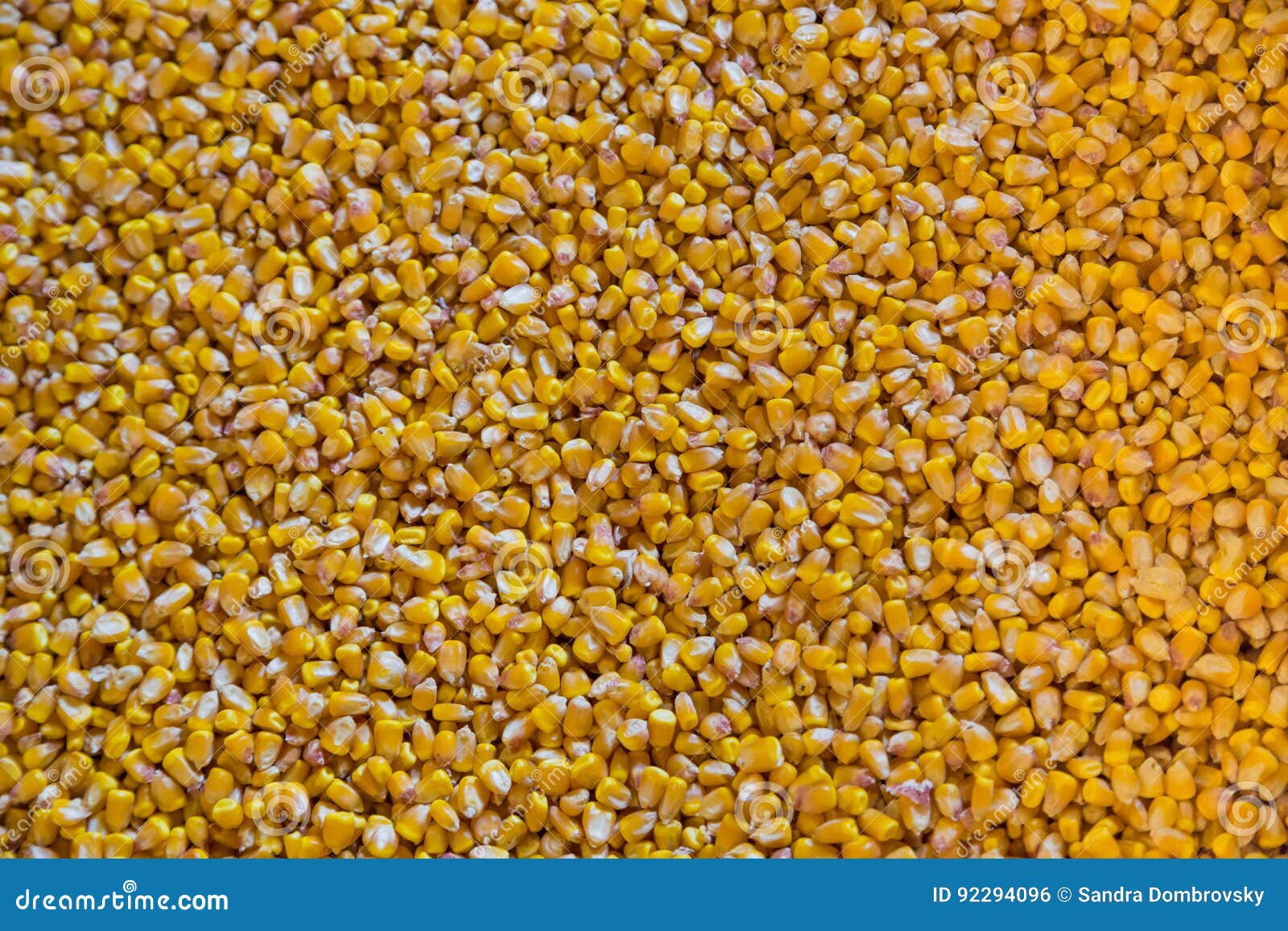 A pile of corn grains stock photo. Image of fresh, health - 92294096