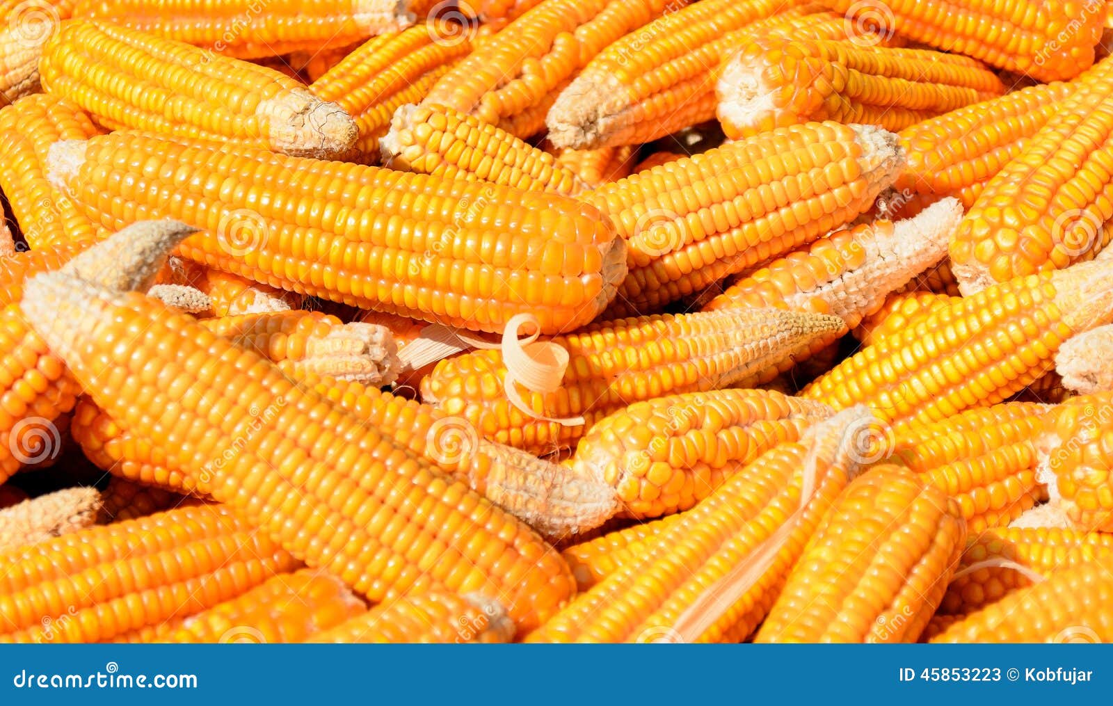 Pile of Corn stock image. Image of farm, maize, away - 45853223