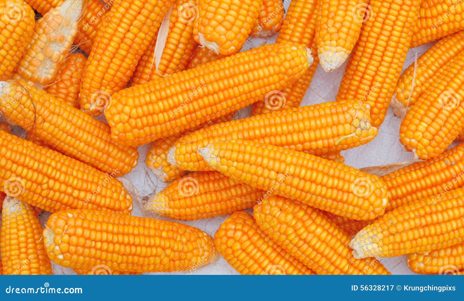 Pile of corn stock image. Image of maize, corn, seed - 56328217