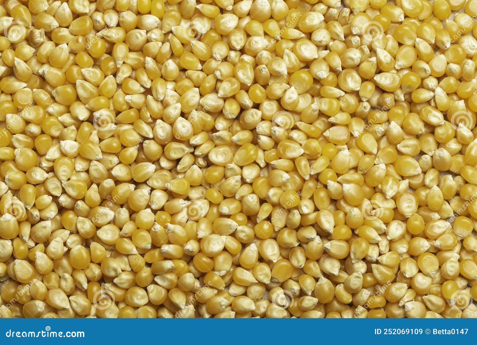 Pile of Corn Kernels for Popcorn, Top View Stock Image - Image of ...
