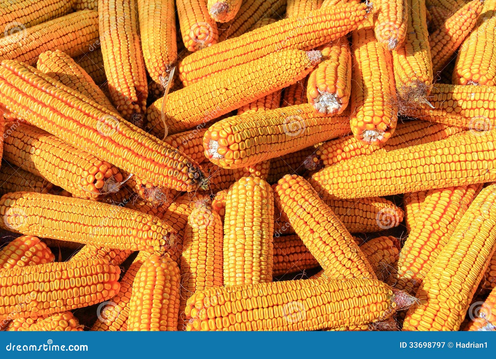 Pile of corn stock image. Image of fall, autumn, grain - 33698797