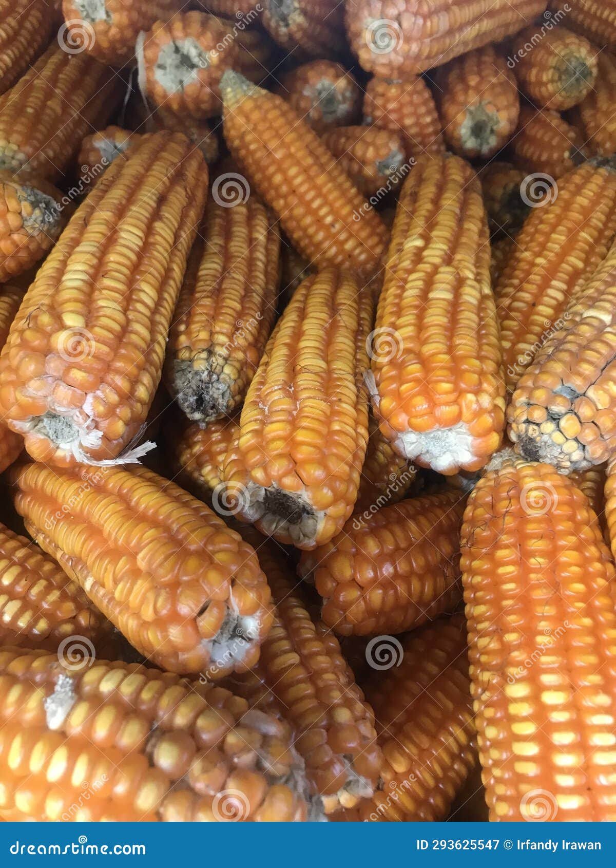 Pile Of Corns Stacked Up On Cement Floor Ready To Be Used To Feed Dairy ...