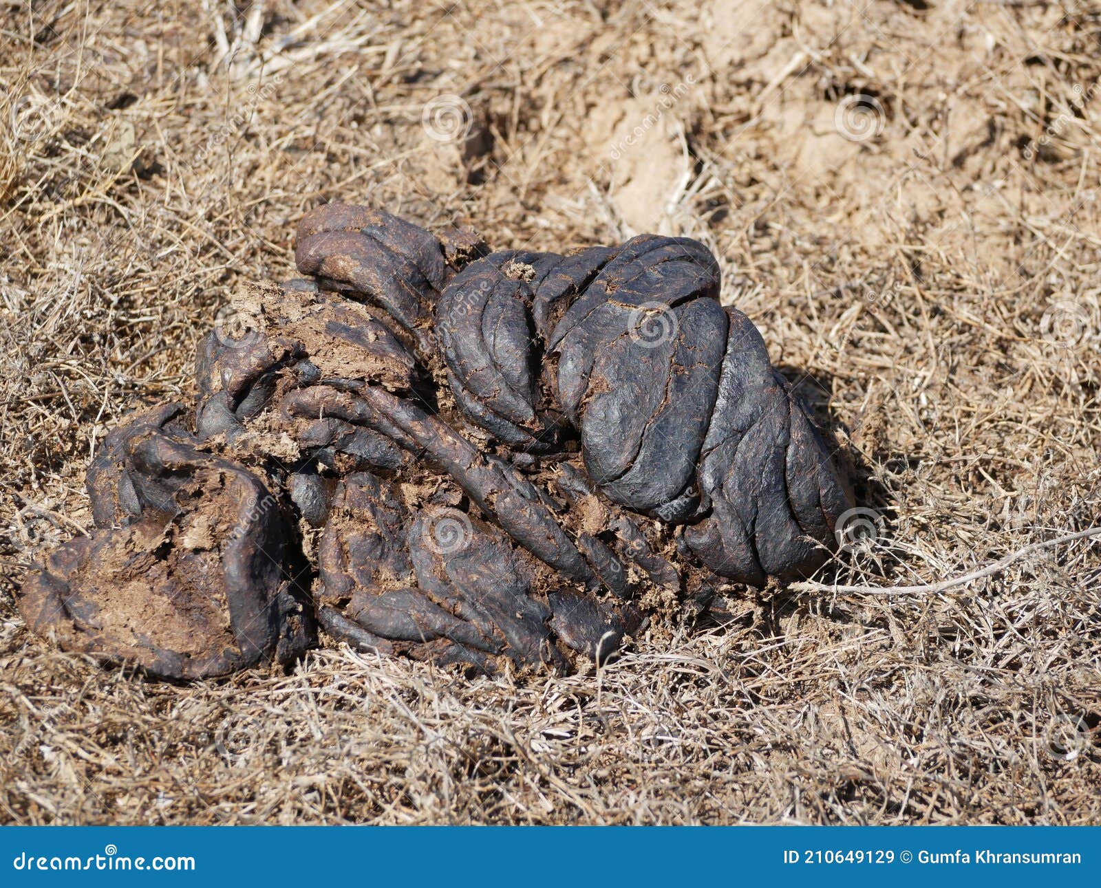 A Pile of Cow Dung is Green for 1 Month Stock Image - Image of ...