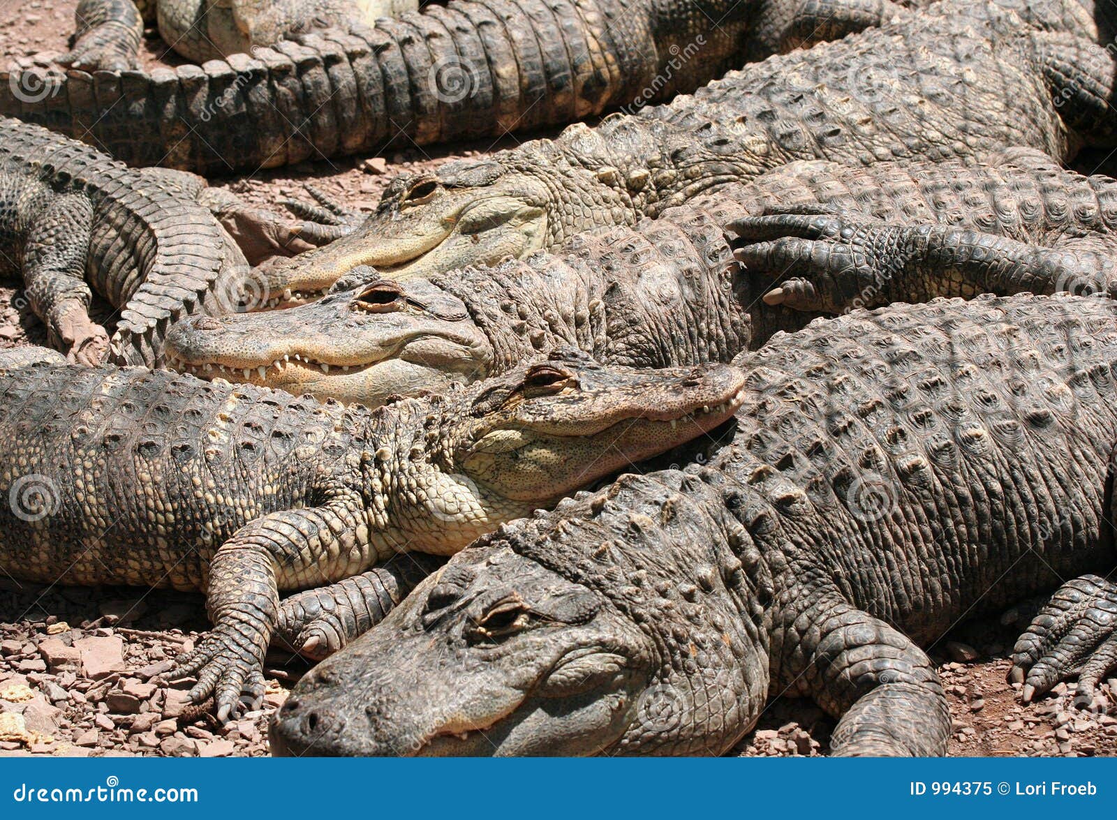 Pile of Crocs stock image. Image of crocodile, funny, grin - 994375