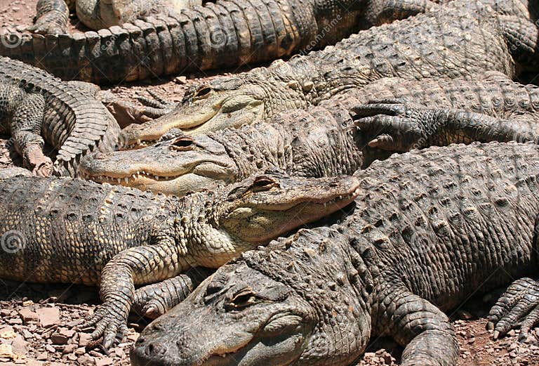 Pile of Crocs stock image. Image of crocodile, funny, grin - 994375