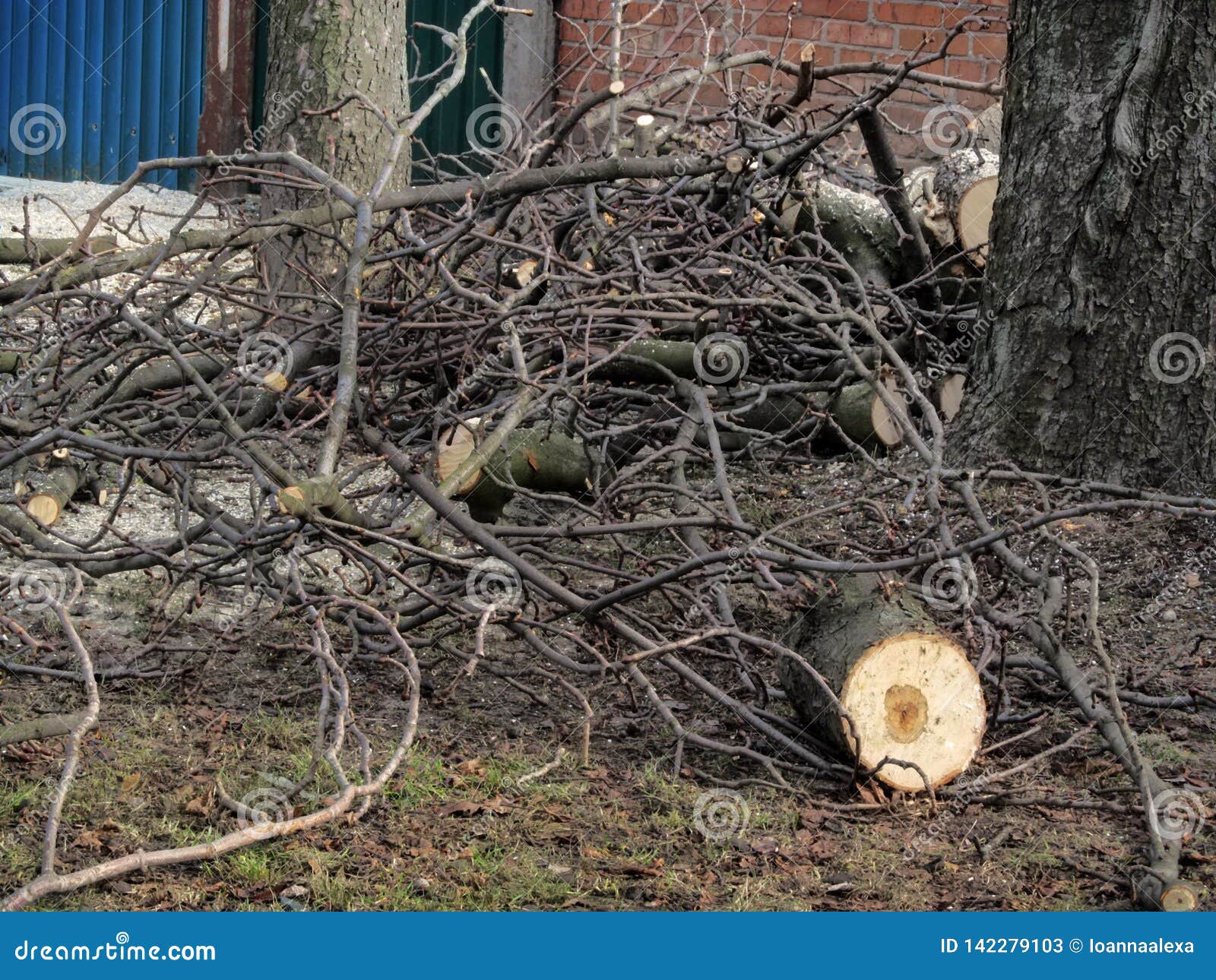 Pile Of Cut Branches And Chestnut Trunks On The Ground, After Process ...