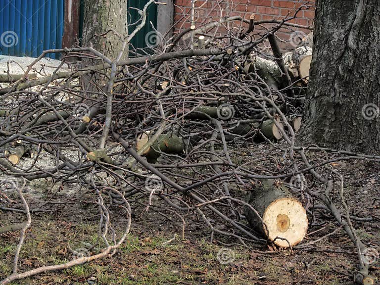 Pile of Cut Branches and Chestnut Trunks on the Ground, after Process ...