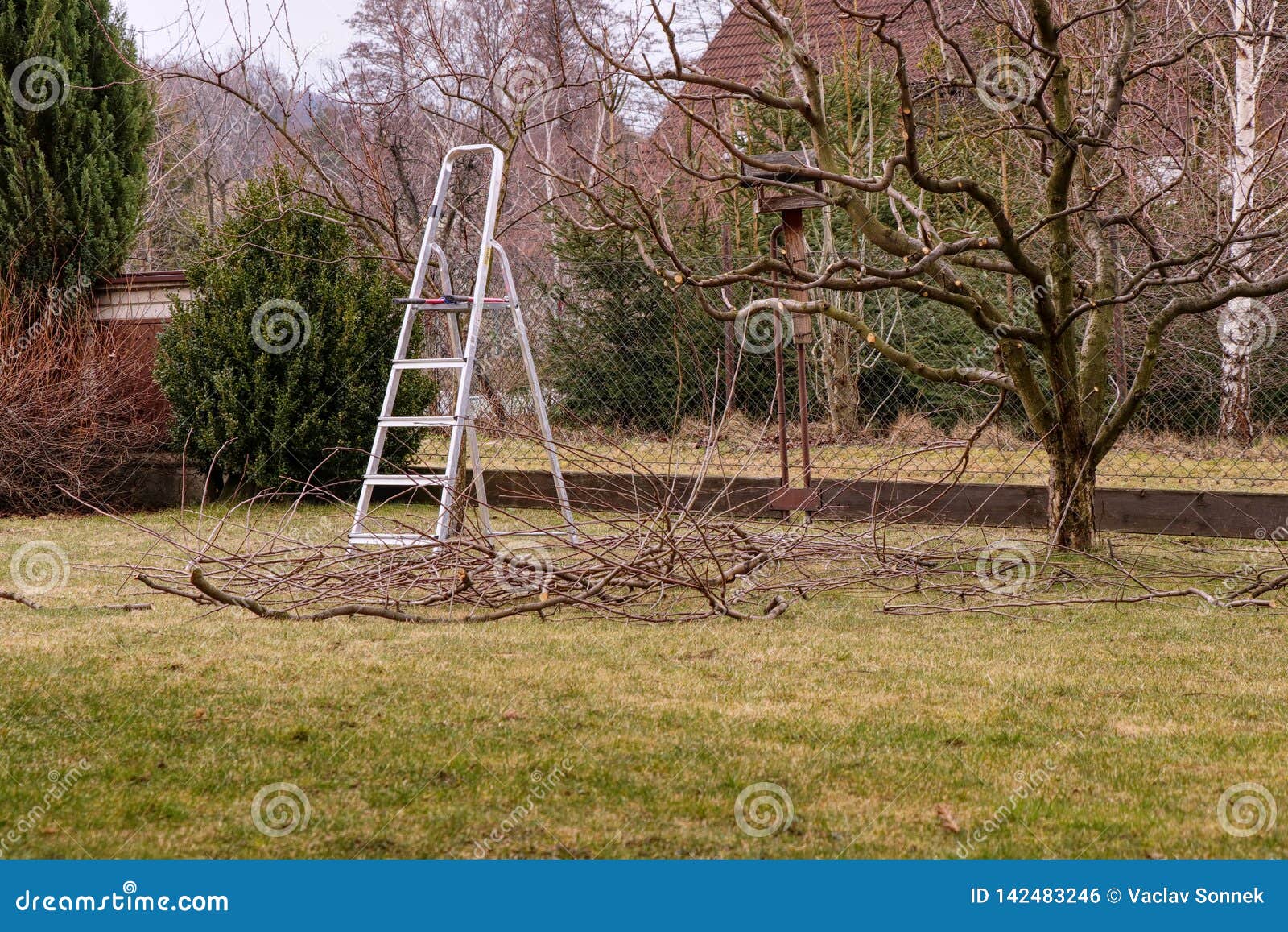 Pile of Cut Branches on the Ground Under Tree. Branches are Everywhere ...