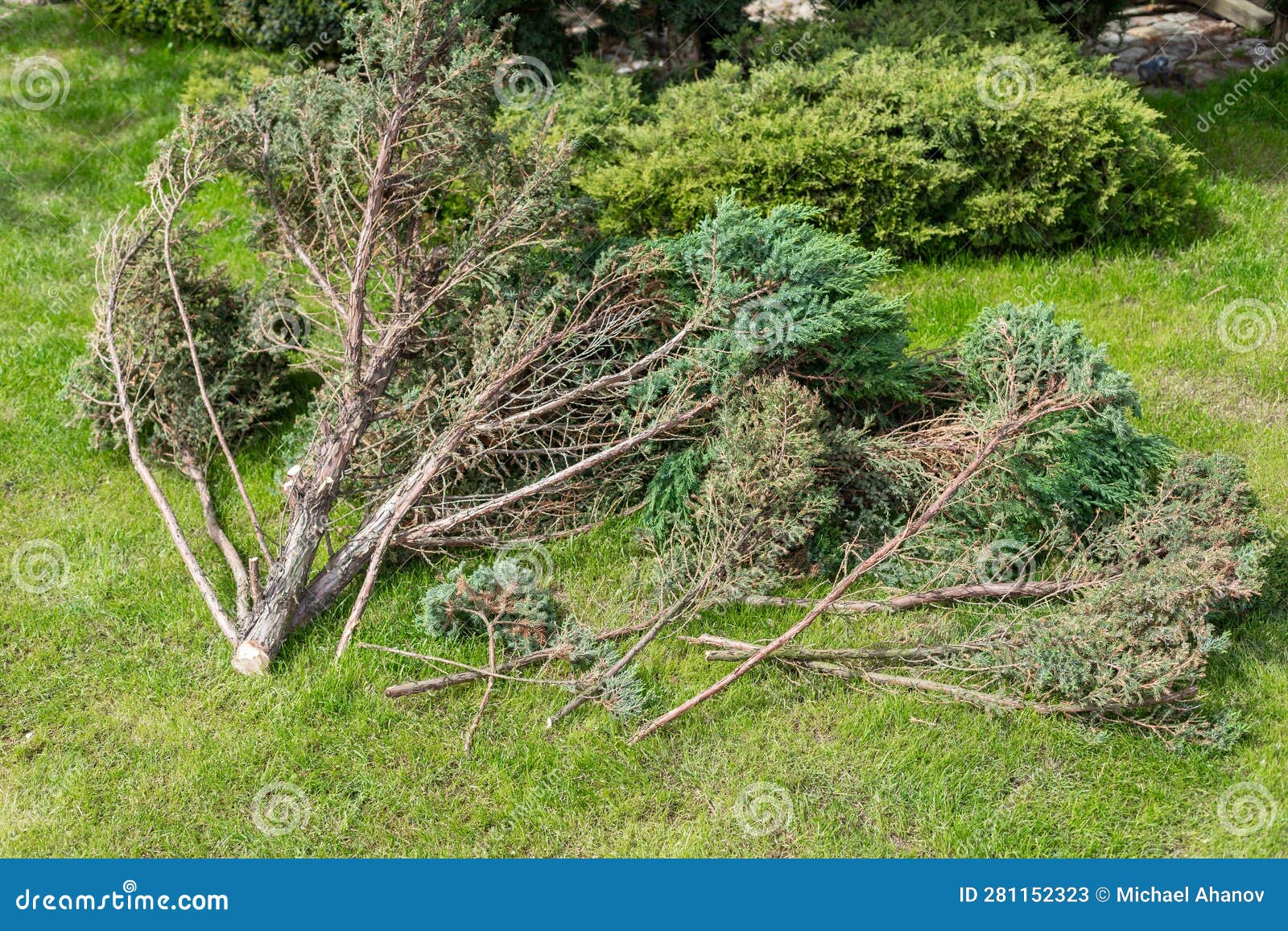 Pile Cut Tree Branches on a Grass in Backyard Garden Stock Image ...