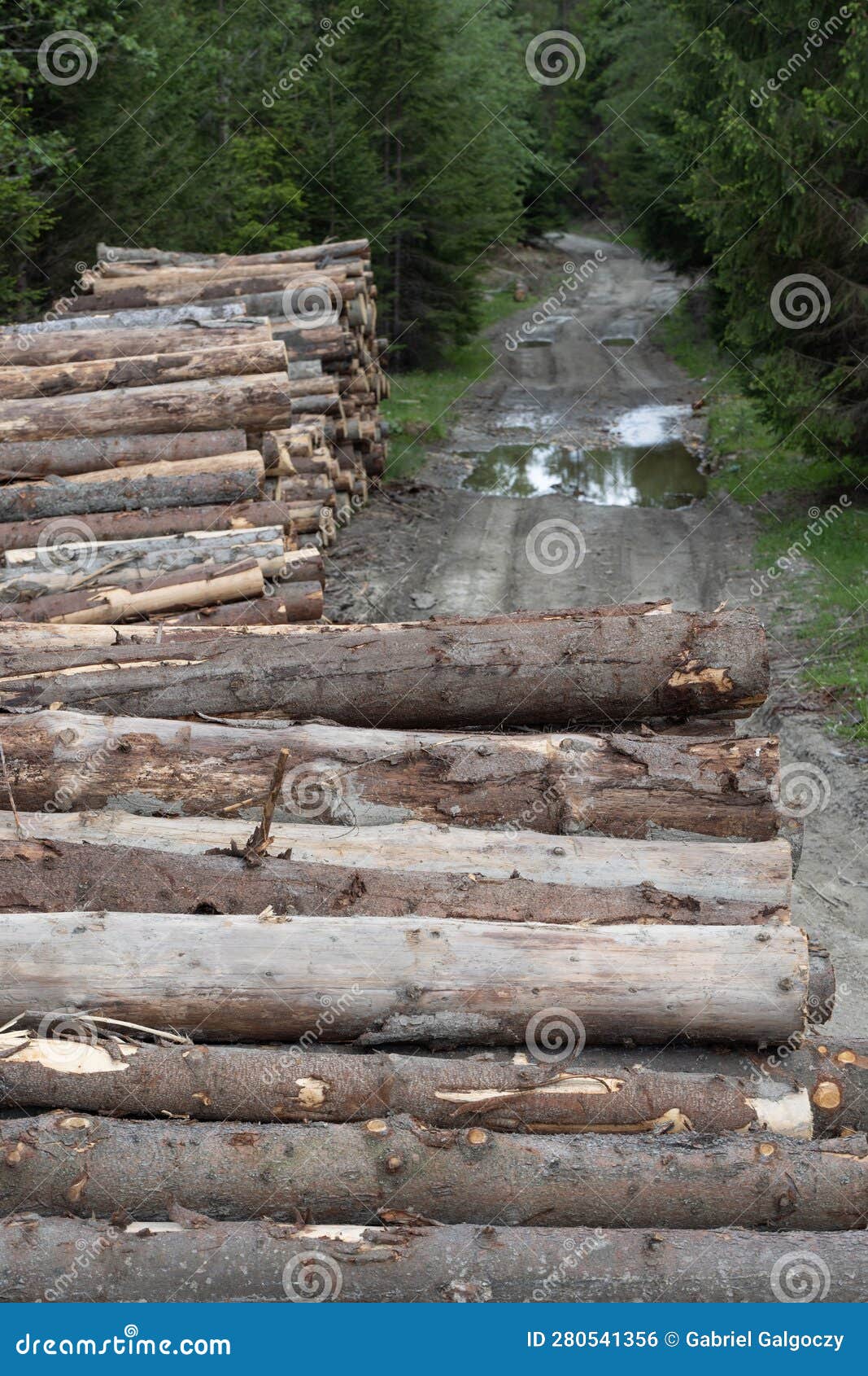 Pile of Cut Down Pine Trees in the Forest Stock Photo - Image of ...