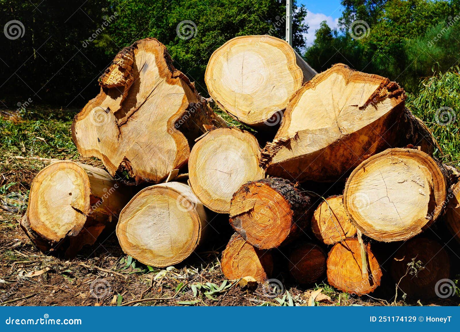 Logs of Lumber Trees Cut and Piled Up in a Forestry Workshop in the ...