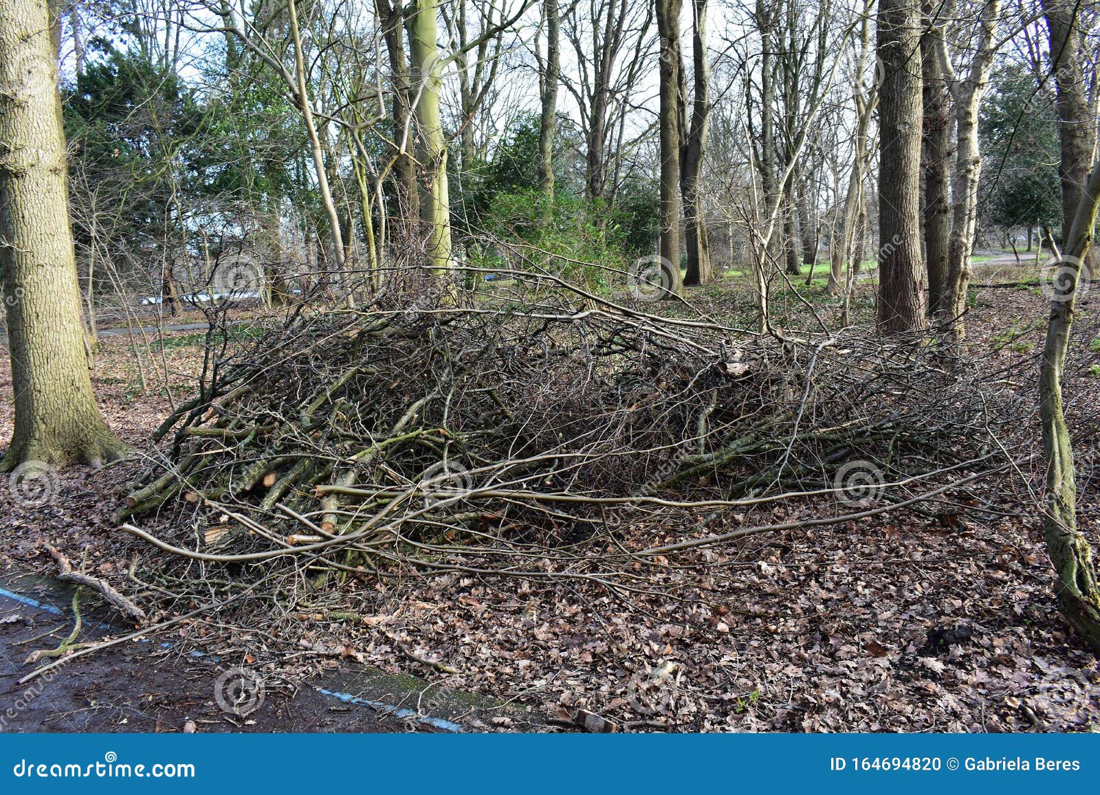 Pile of Cut Down Tree Branches. Stock Photo - Image of laying, lying ...