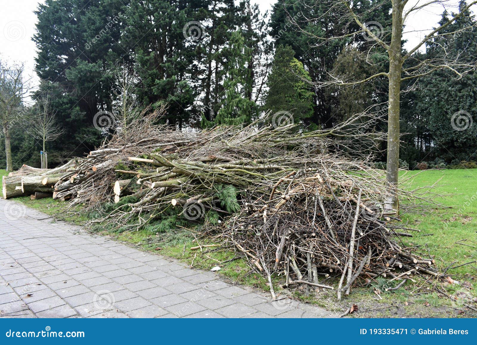 A Pile of Cut Down Tree Branches. Stock Image - Image of nature ...