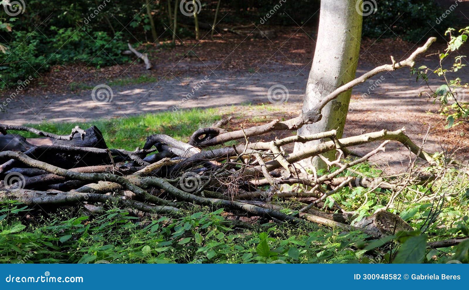Pile of Cut Down Tree Branches. Stock Photo - Image of branch ...