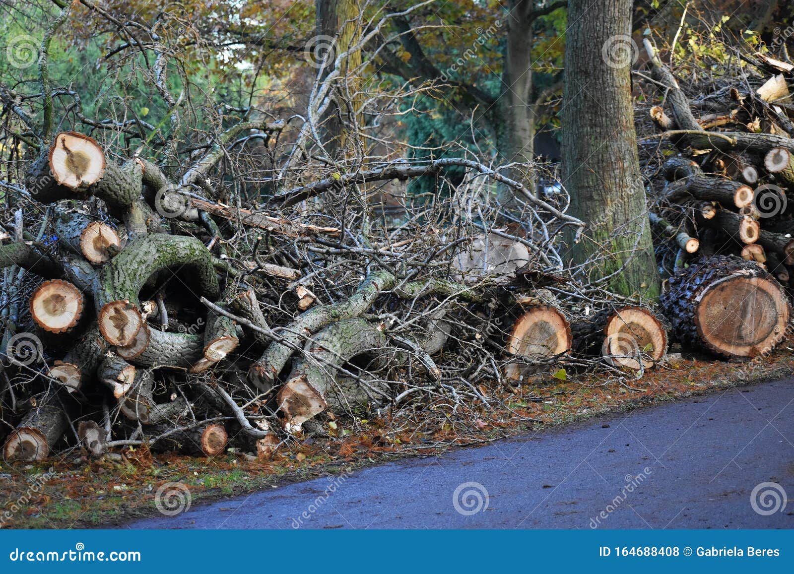 Close Up of a Pile of Cut Down Tree Branches. Stock Photo - Image of ...