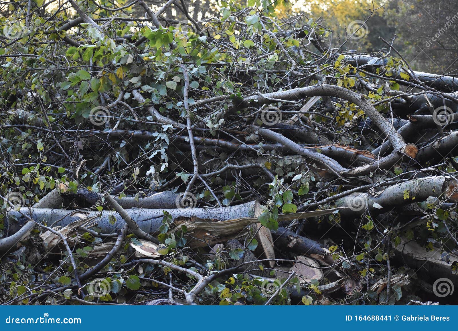 Close Up of a Pile of Cut Down Tree Branches. Stock Image - Image of ...