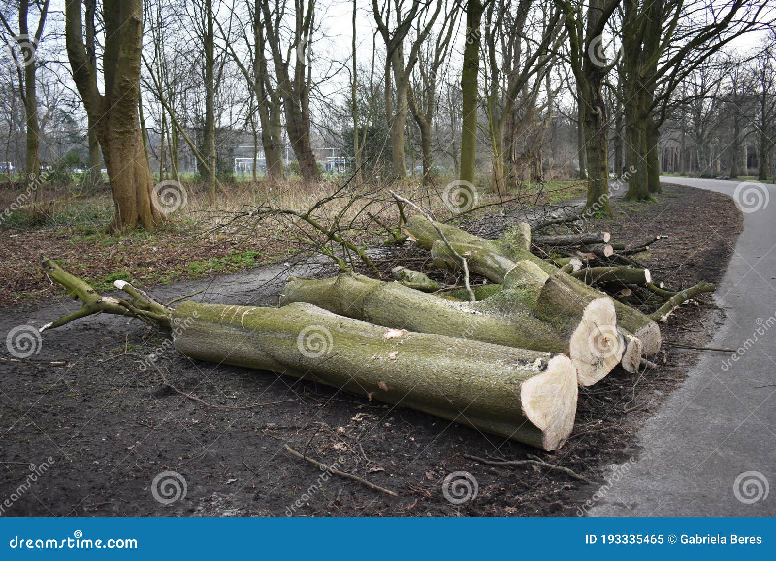 Pile of Cut Down Tree Branches. Stock Image - Image of branches ...
