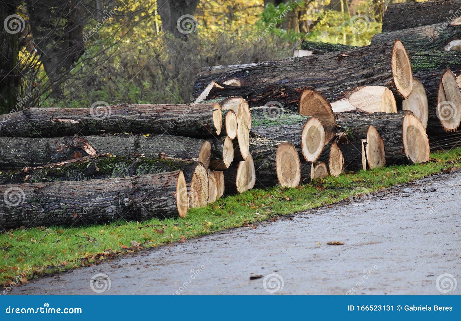 Piles of Freshly Cut Down Tree Trunks. Stock Image - Image of logs ...