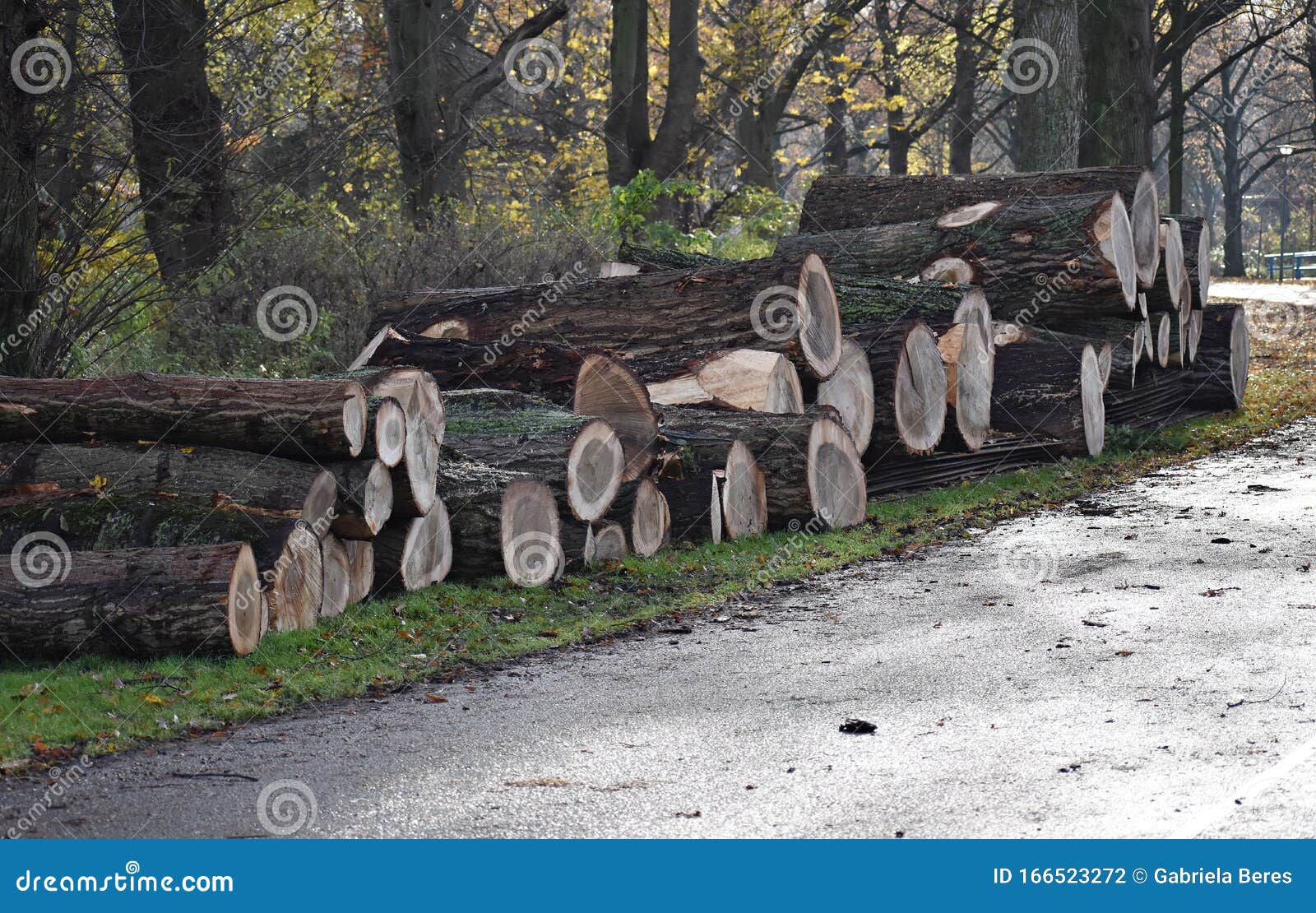 Piles of Freshly Cut Down Tree Trunks. Stock Photo - Image of cutting ...