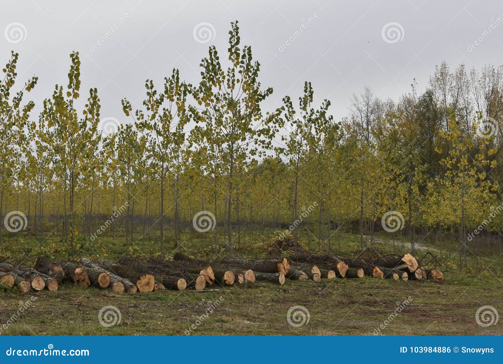 Pile Of Cut Down Trees With A Tree Lined Living Forest Stock ...