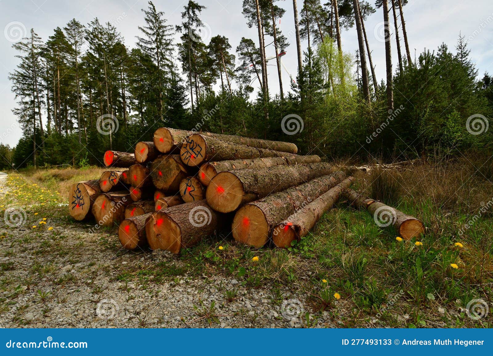Pile of Cut Forest Trees in German Forest Stock Image - Image of plant ...