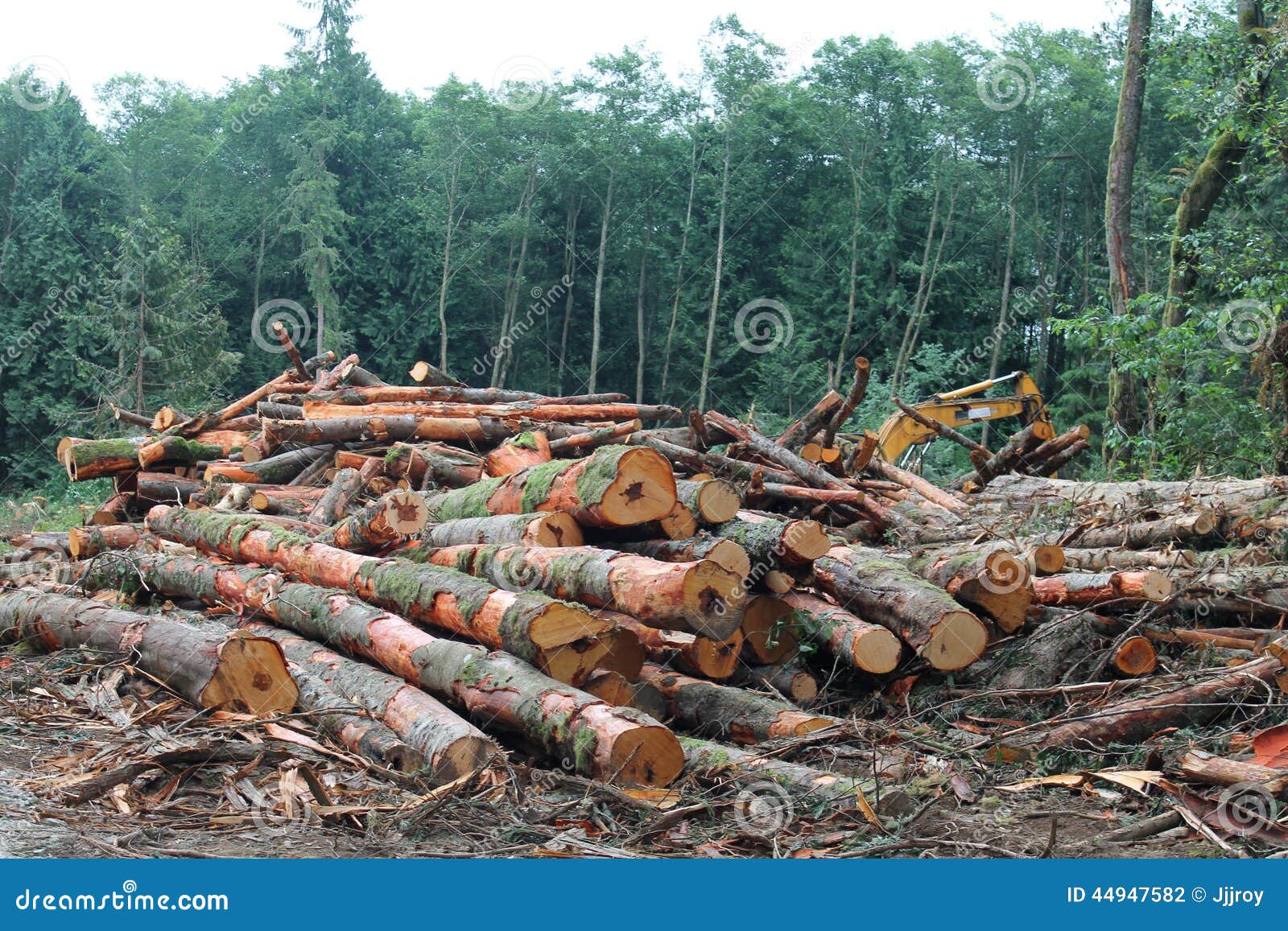 Pile of Cut Logs in a Pacific Northwest Forest Clearing Stock Photo ...