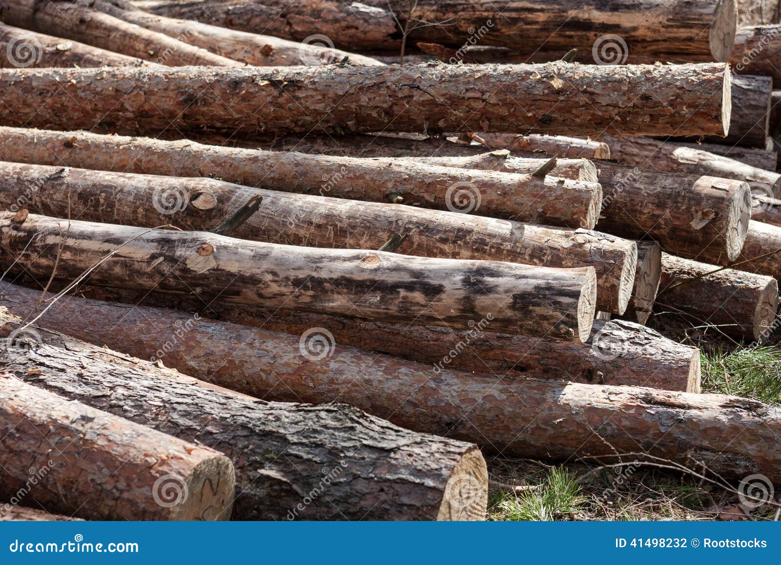 Pile of Cut Pine Logs in the Forest Stock Photo - Image of outdoor ...