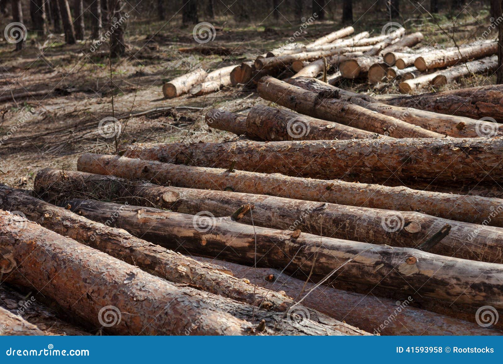 Pile of Cut Pine Logs in the Forest Stock Photo - Image of material ...