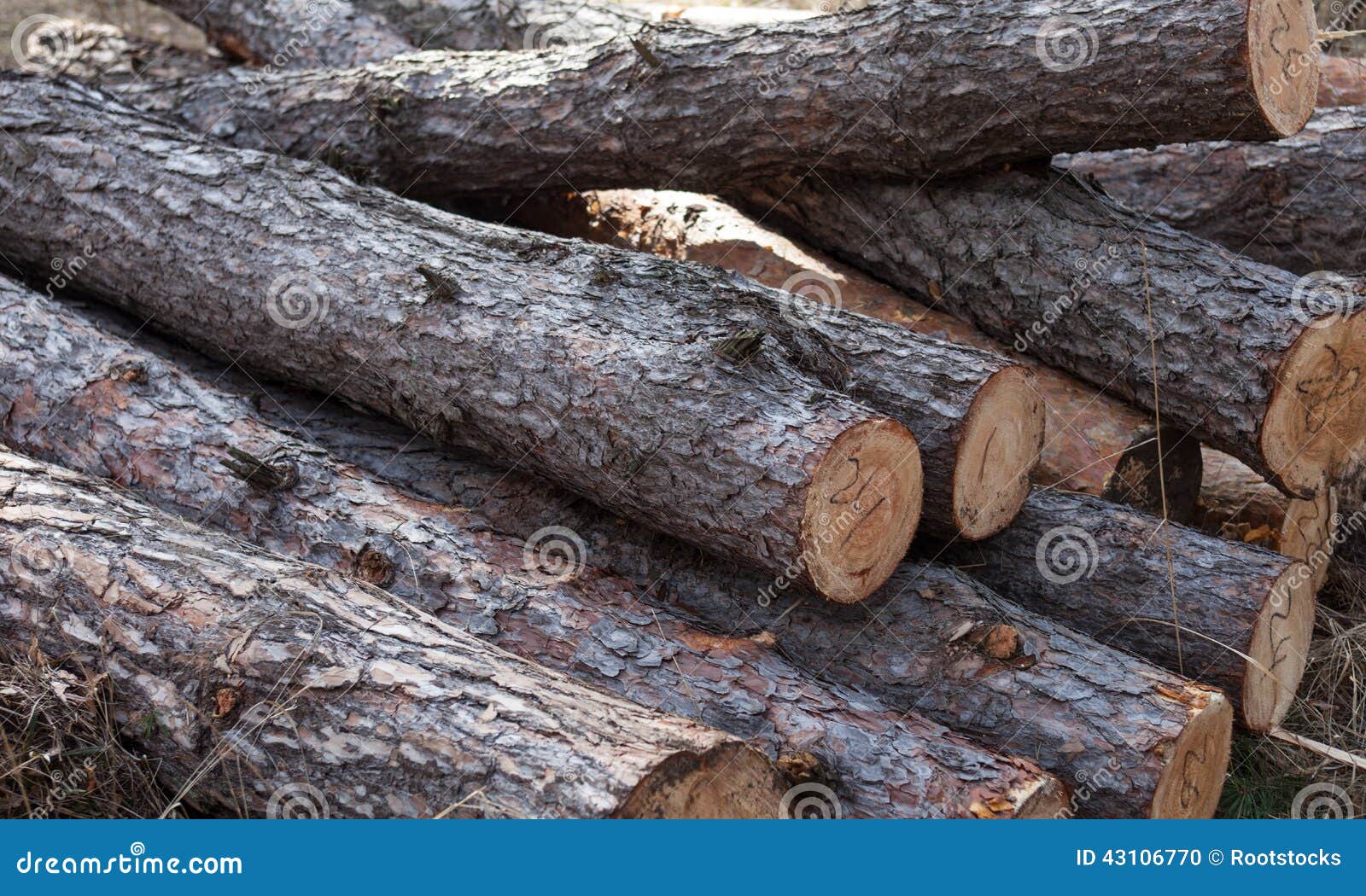 Pile of Cut Pine Logs in the Forest Stock Photo - Image of circle, bole ...