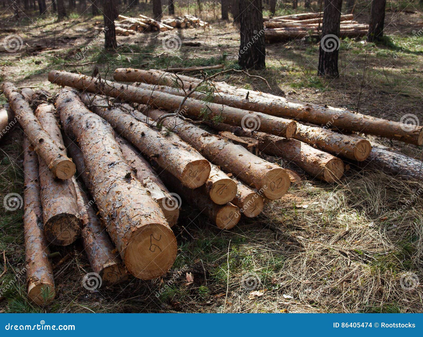 Pile of Cut Pine Logs in the Forest Stock Photo - Image of forestry ...
