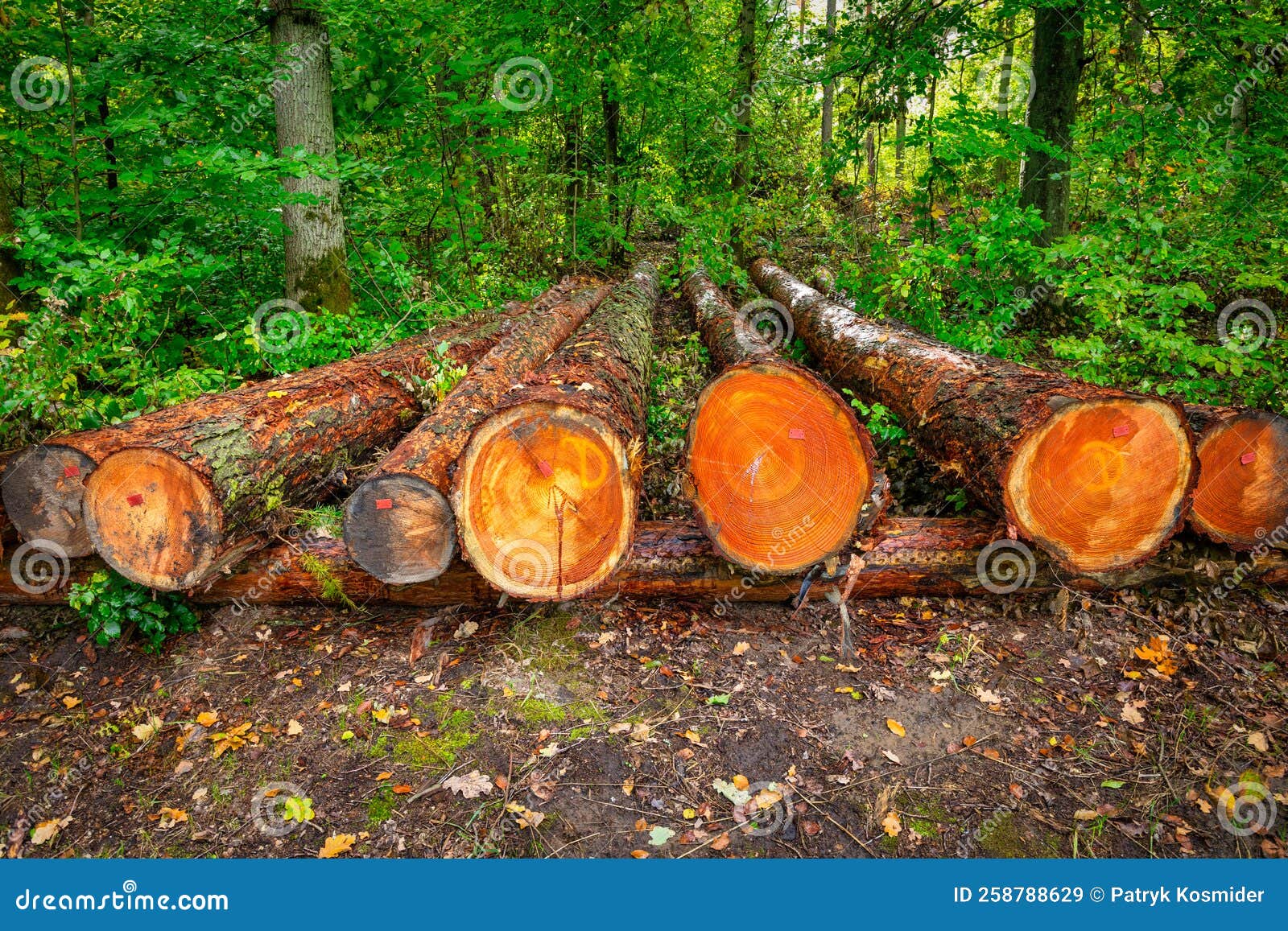 Pile of Cut Pine Trees in Polish Forest Stock Image - Image of country ...
