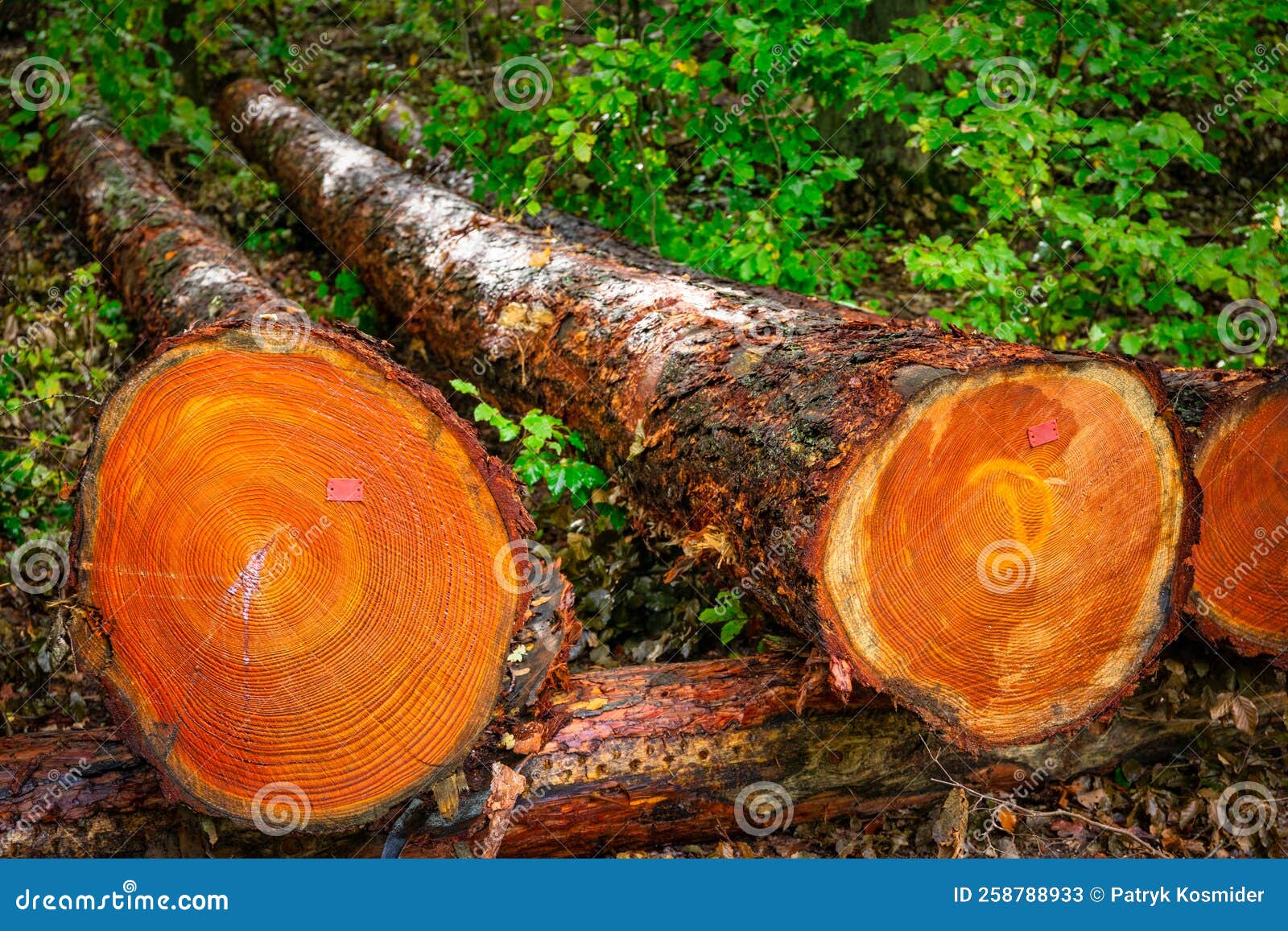 Pile of Cut Pine Trees in Polish Forest Stock Image - Image of autumn ...