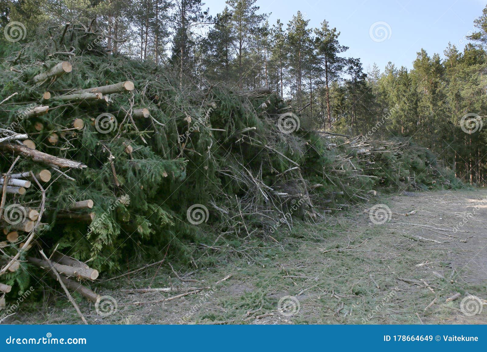 Pile of Cut Tree Branches in the Forest. Stock Image - Image of ...