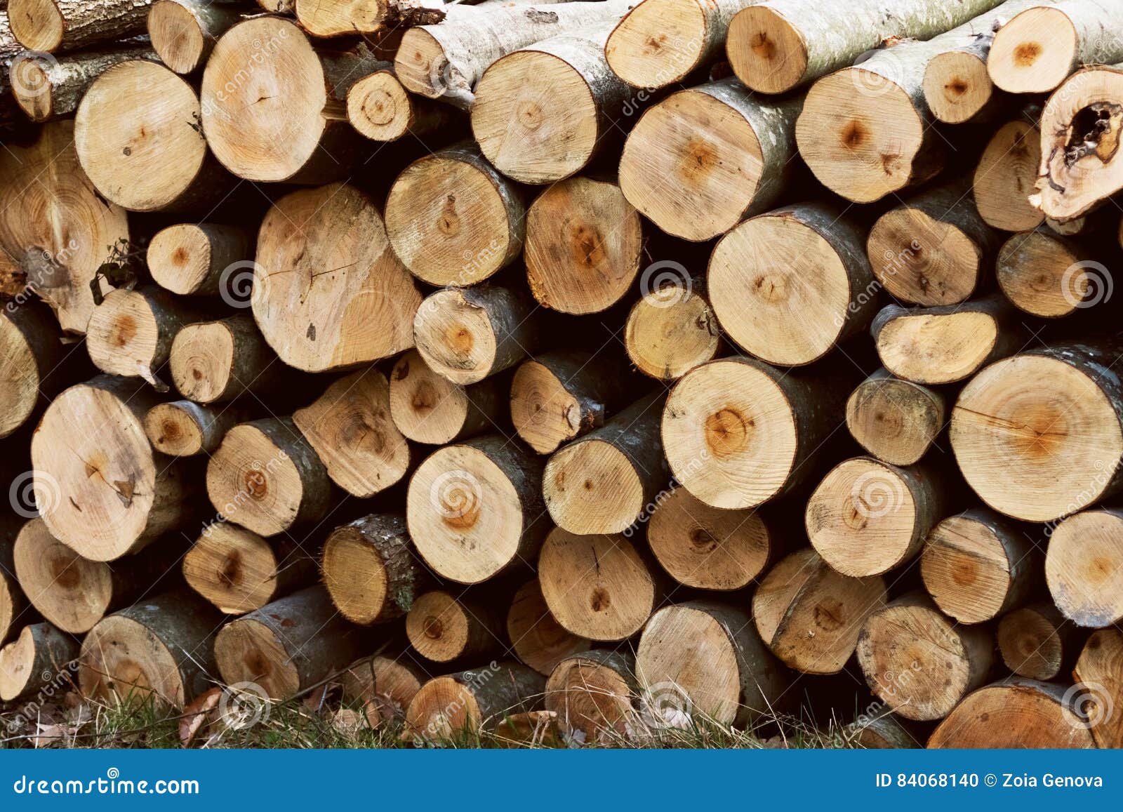 Pile Of Cut Tree Logs Wood Texture Background. Tree Trunks. Firewood ...