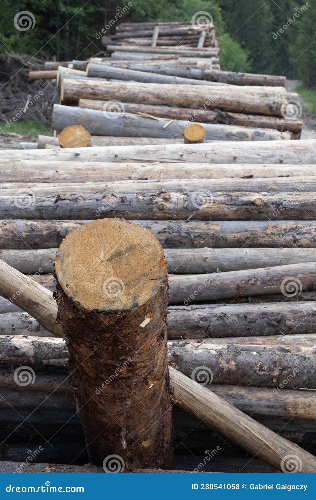 Pile of Cut Tree Trunks in Forest Stock Photo - Image of tree, logging ...
