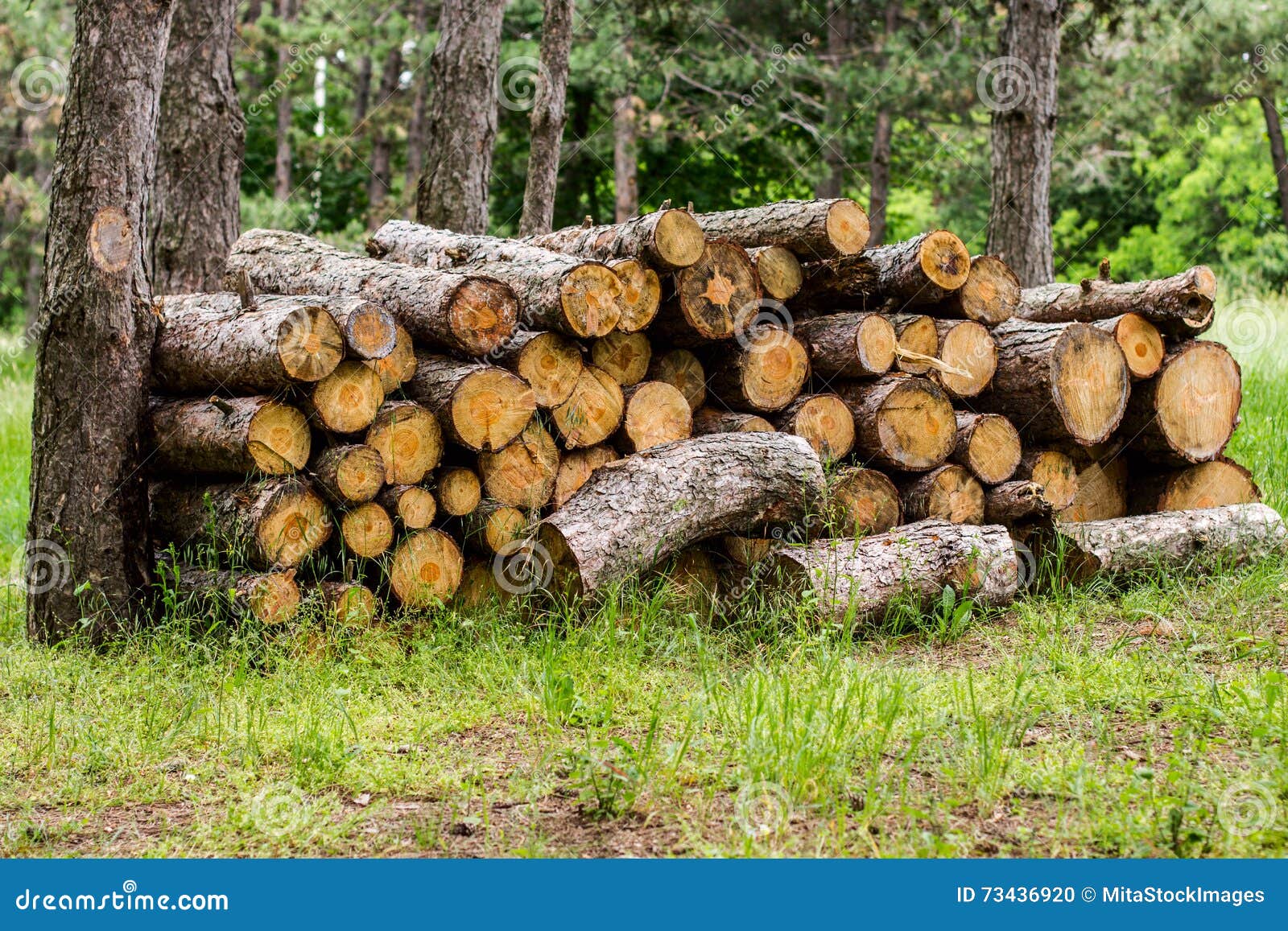 Pile of Cut Trees stock photo. Image of material, heap - 73436920