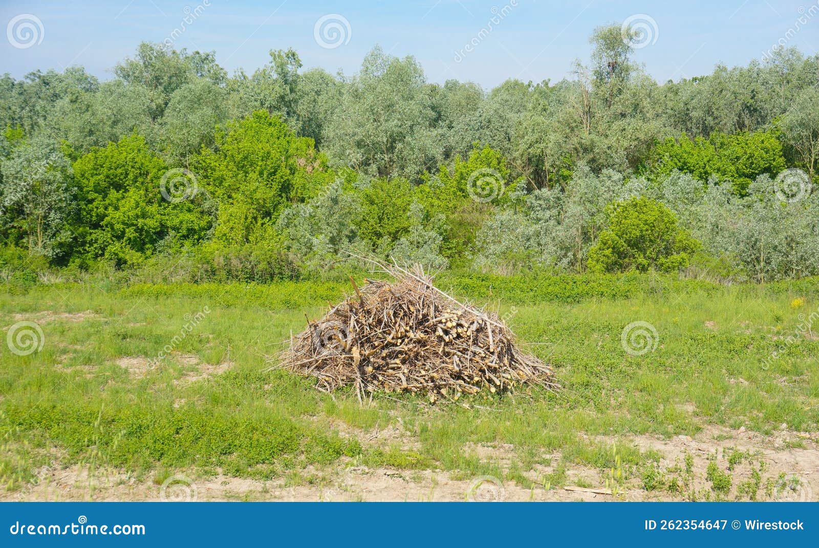 Pile of Cut Twigs on Green Grass Close by Trees Stock Image - Image of ...