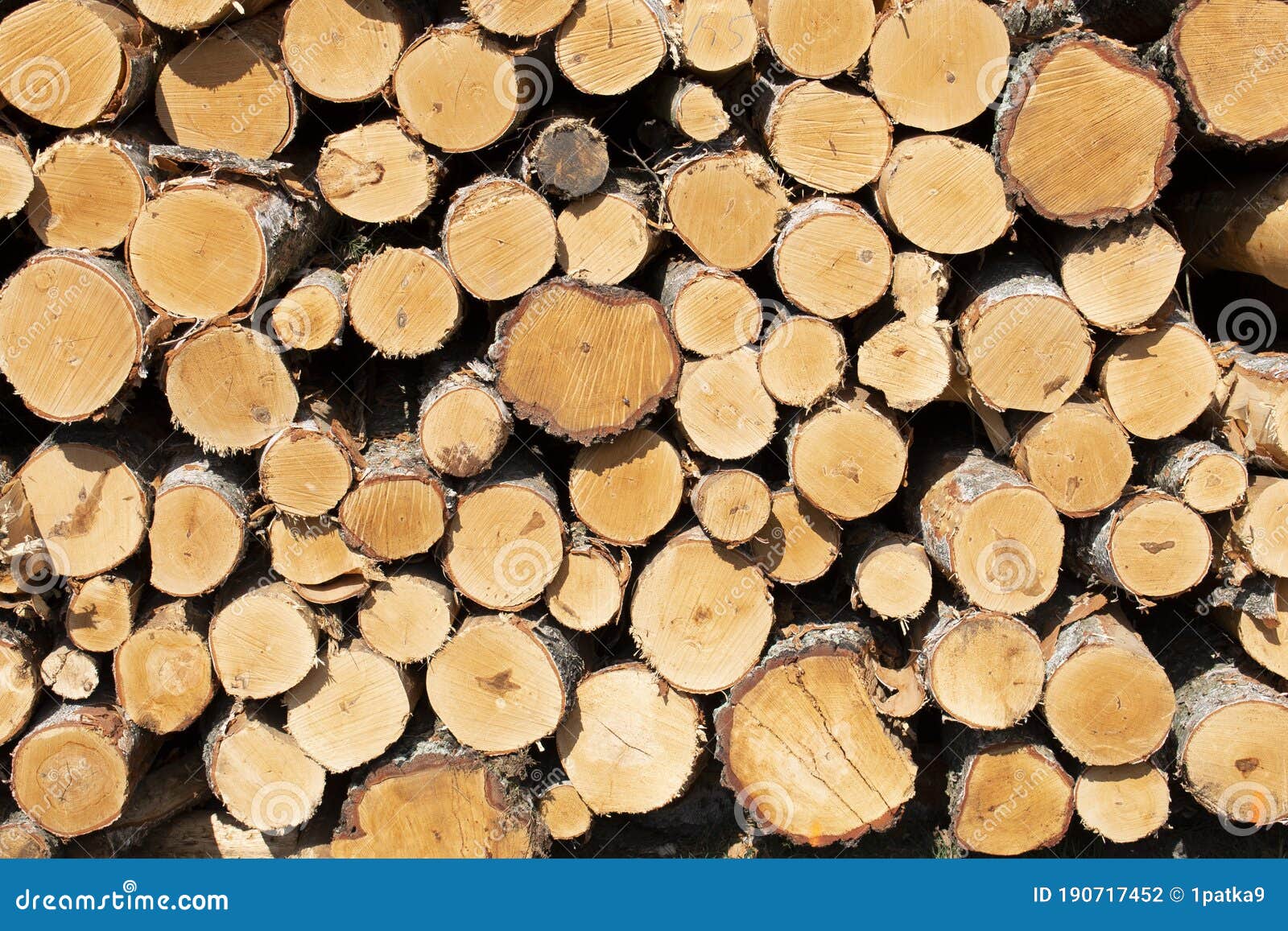 Pile of Cutted Wood in the Forest Stock Photo - Image of dried, forest ...
