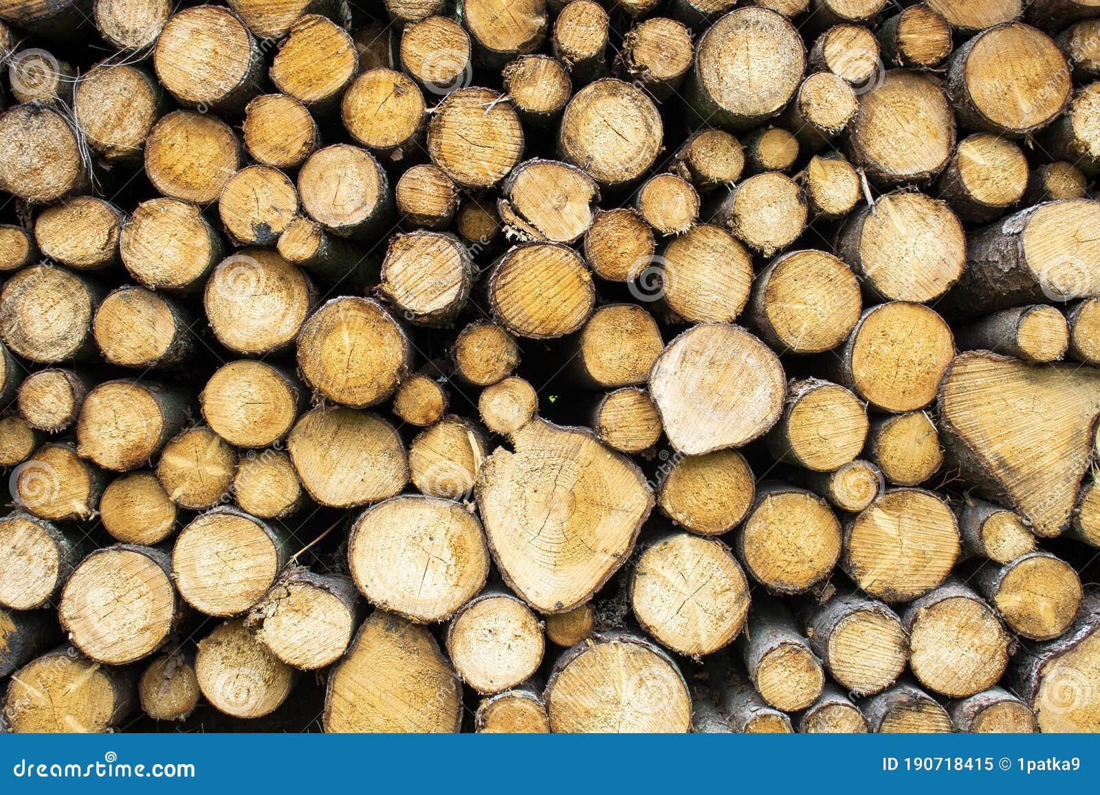 Pile of Cutted Wood in the Forest Stock Image - Image of pattern ...