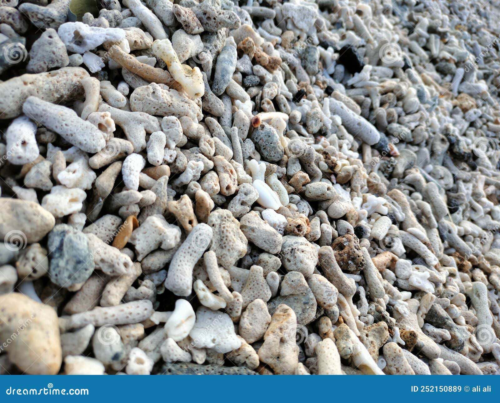 A Pile of Dead Coral Reefs Down the Coast Stock Image - Image of sand ...