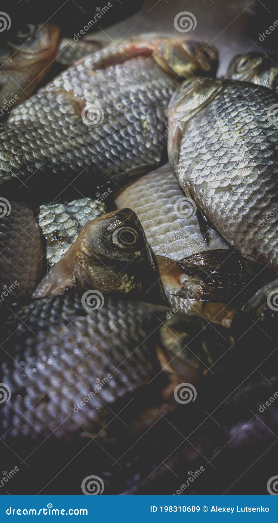 A Pile of Dead Crucian Carp in the Sink. Cooking Fish Stock Image ...