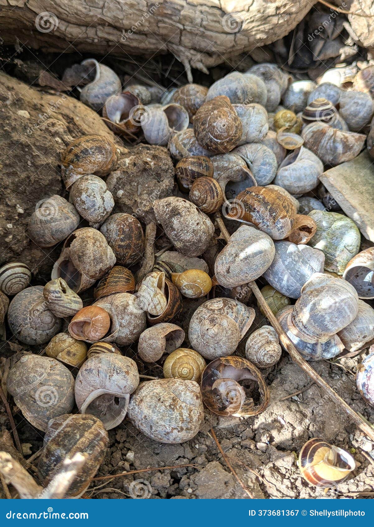 Dead Sea Empty Morning Beach With Beach Beds Royalty-Free Stock Image ...