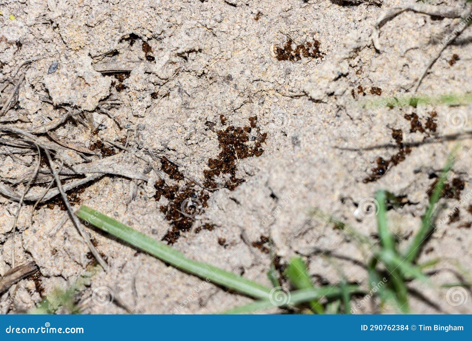 Pile of dead fire ants stock photo. Image of leaf, wildlife - 290762384