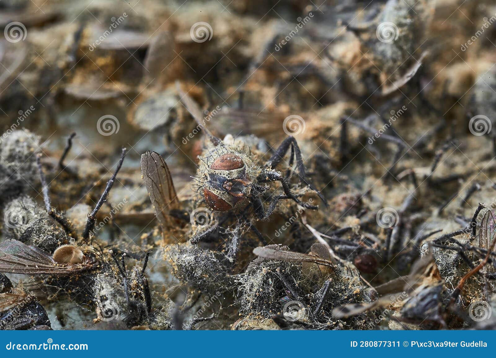 Pile of Dead Flies stock image. Image of kill, macro - 280877311