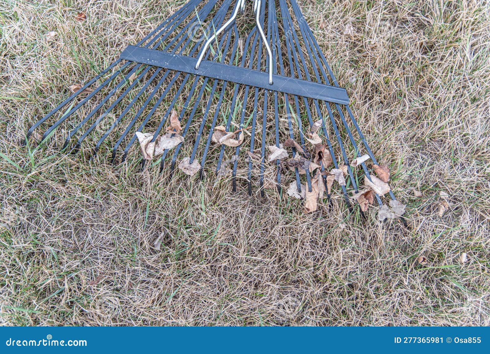 Pile of Dead Leaves on a Lawn Cleared after Winter Stock Image - Image ...