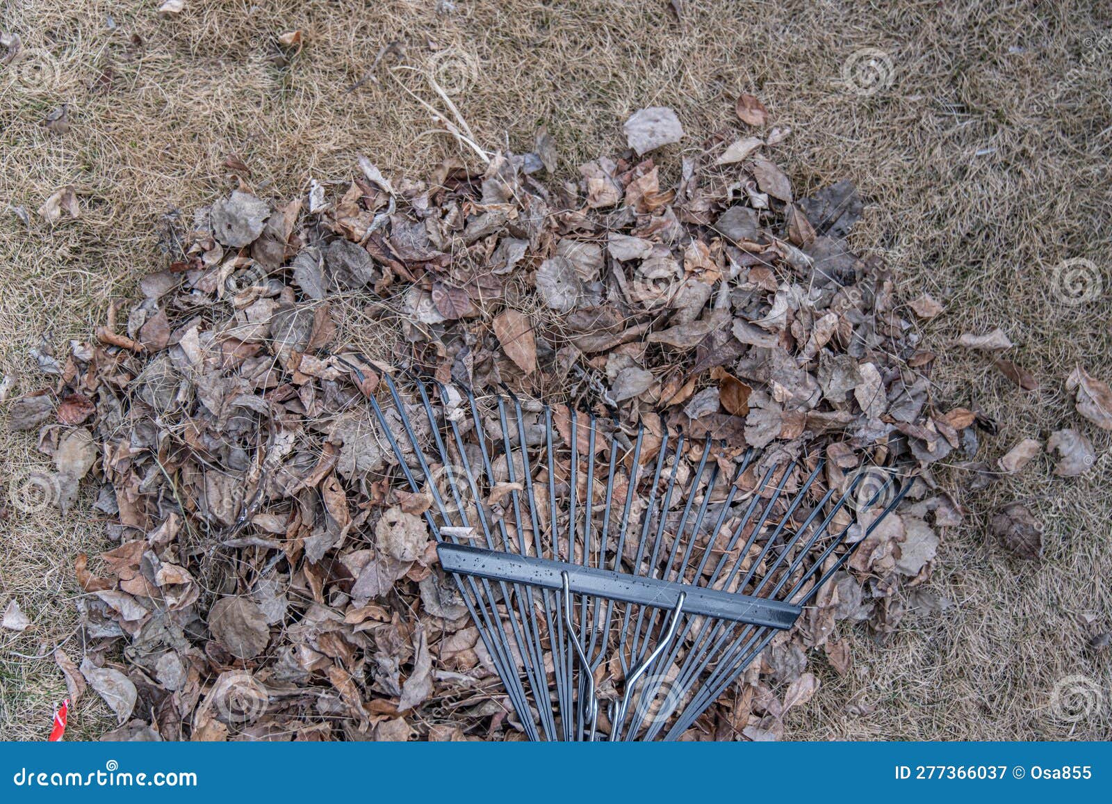 Pile of Dead Leaves on a Lawn Cleared after Winter Stock Image - Image ...